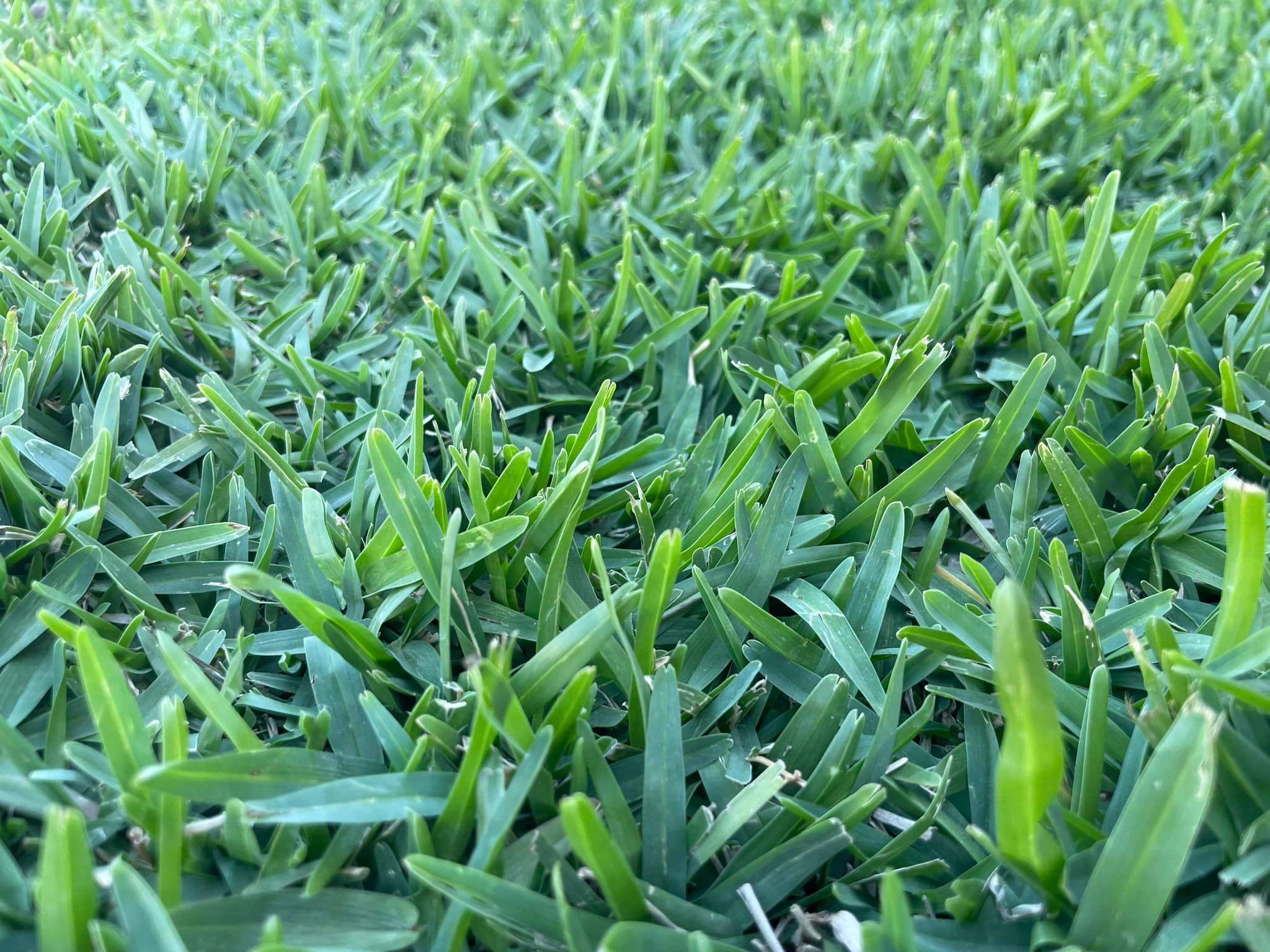 Brisbane Southside & Gold Coast Turf Services | Turf It All